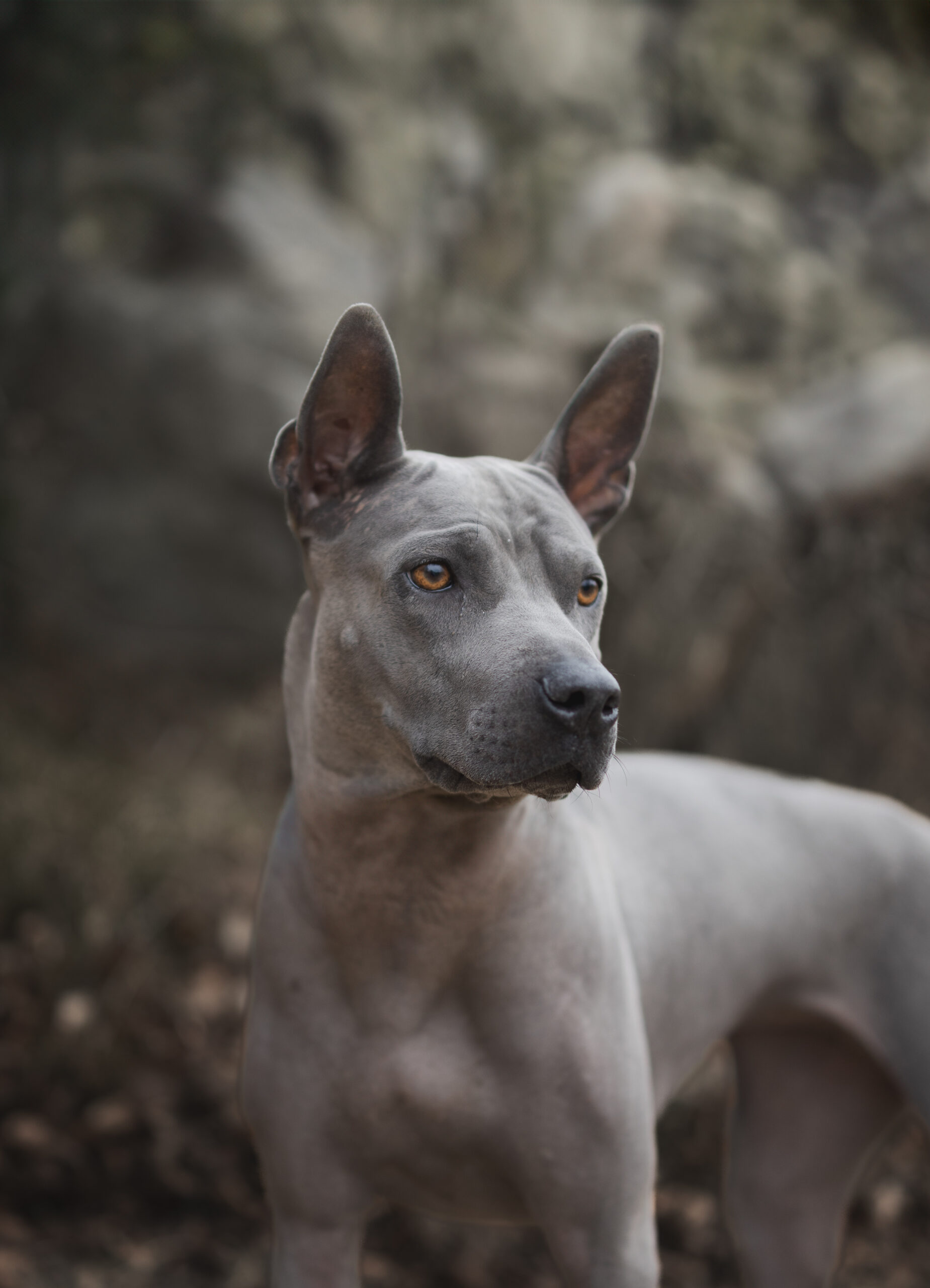 Berit | Hundstallet