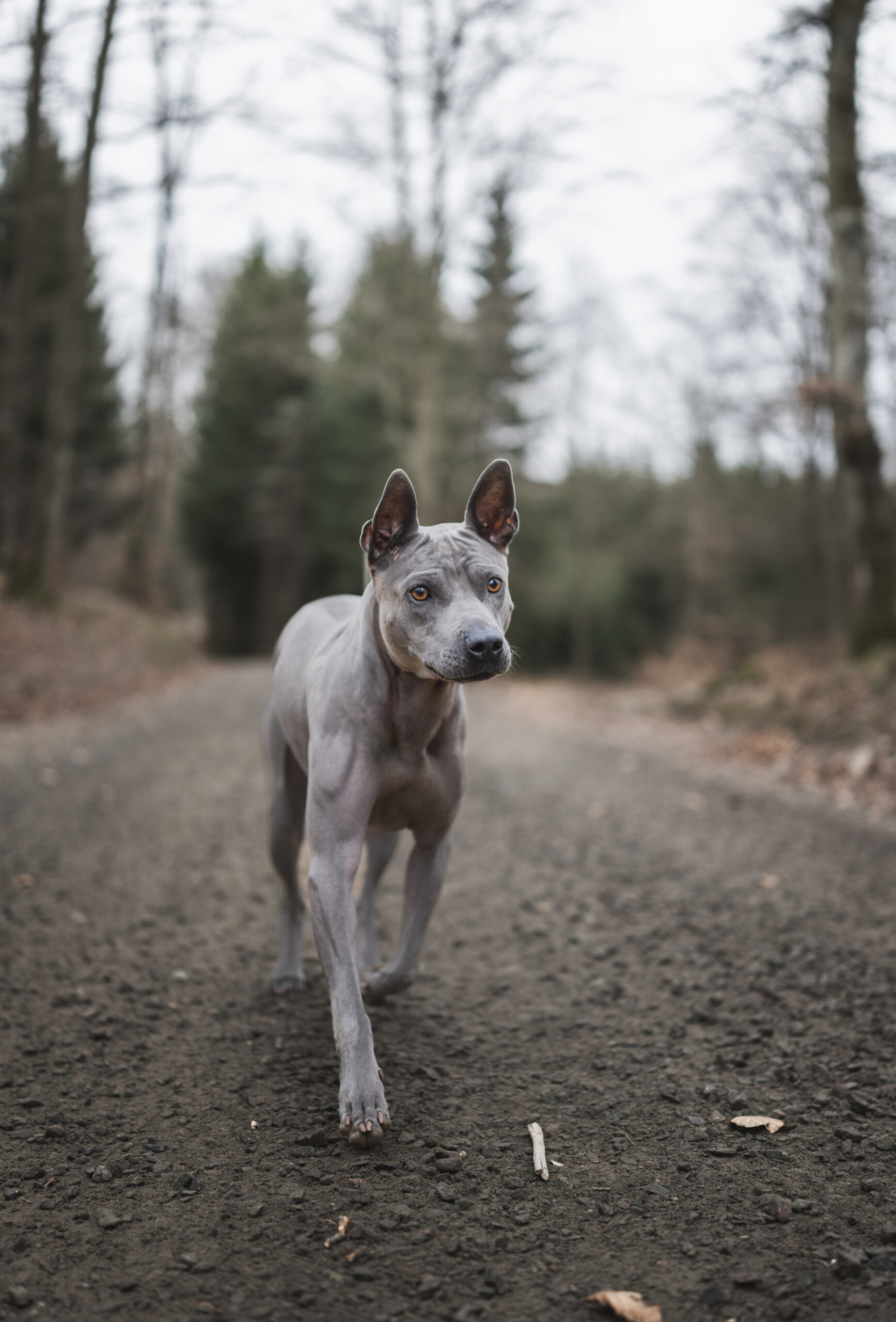 Berit | Hundstallet