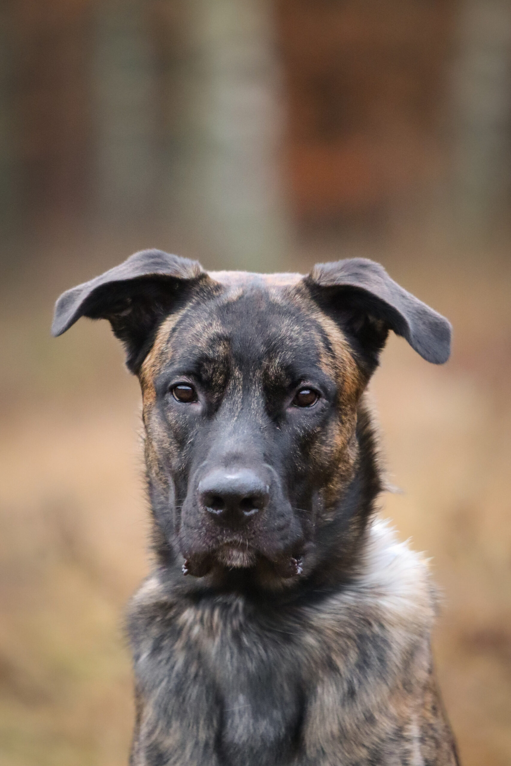 Bonzo | Hundstallet