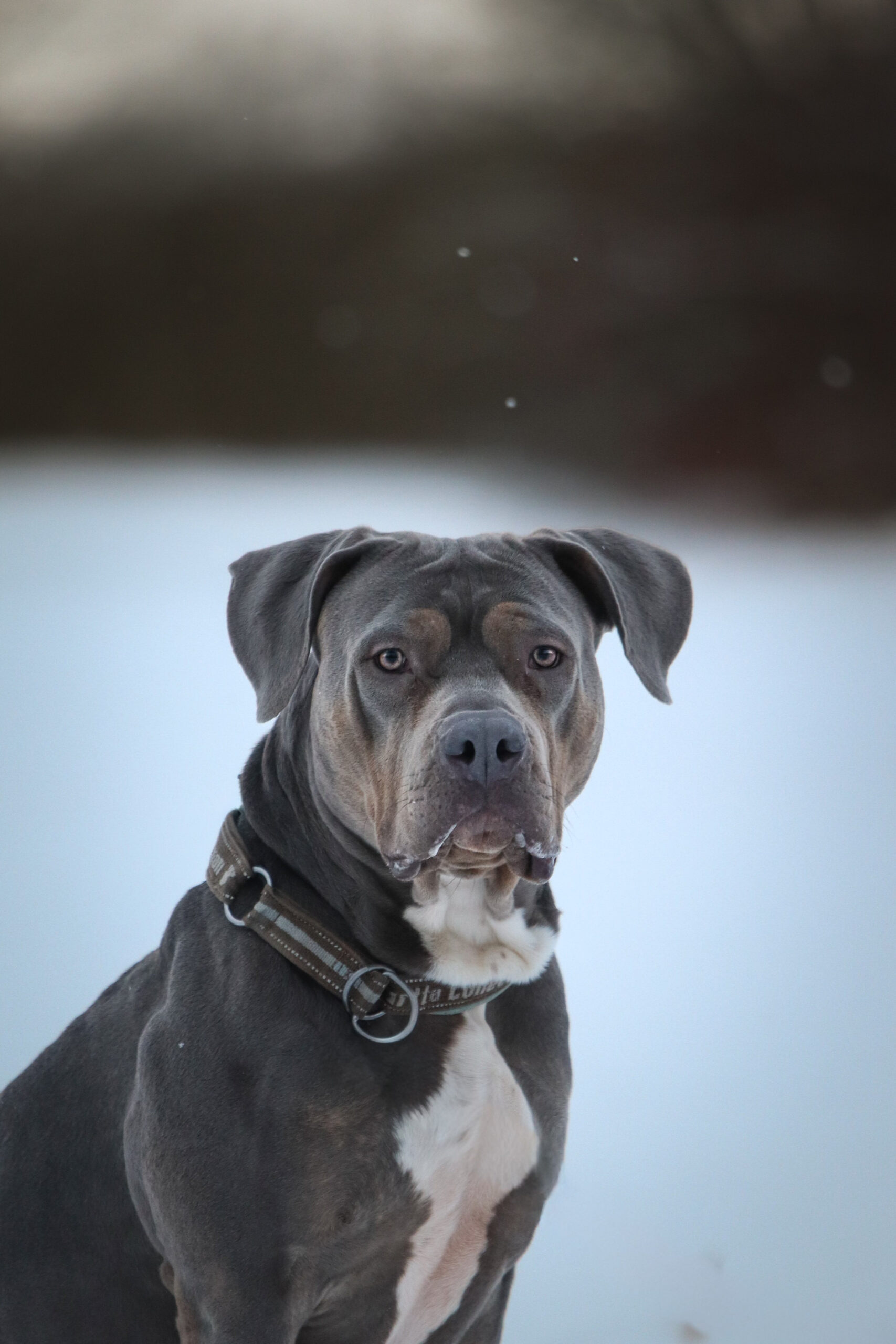 Minya | Hundstallet