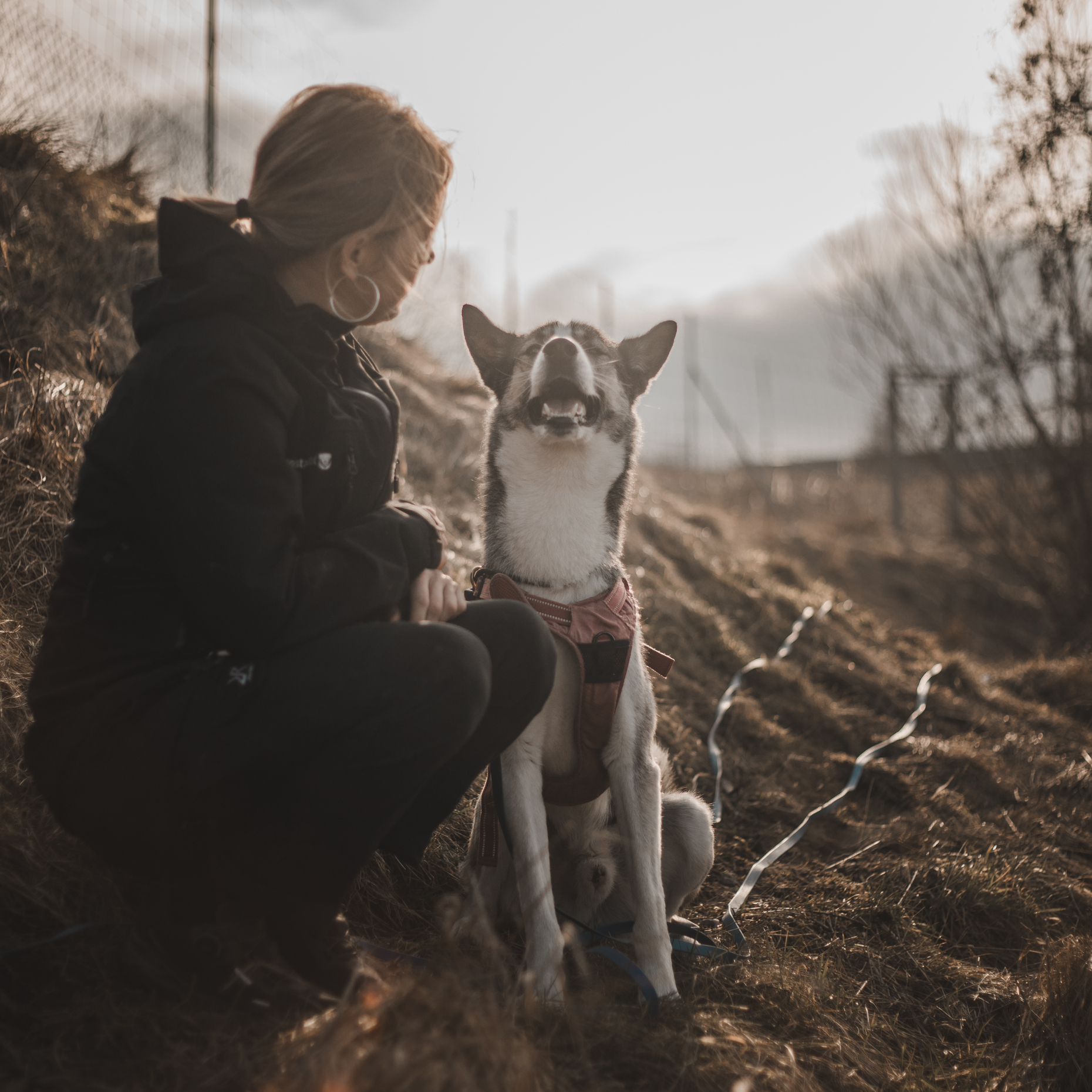 Vi lär känna våra hundar | Hundstallet