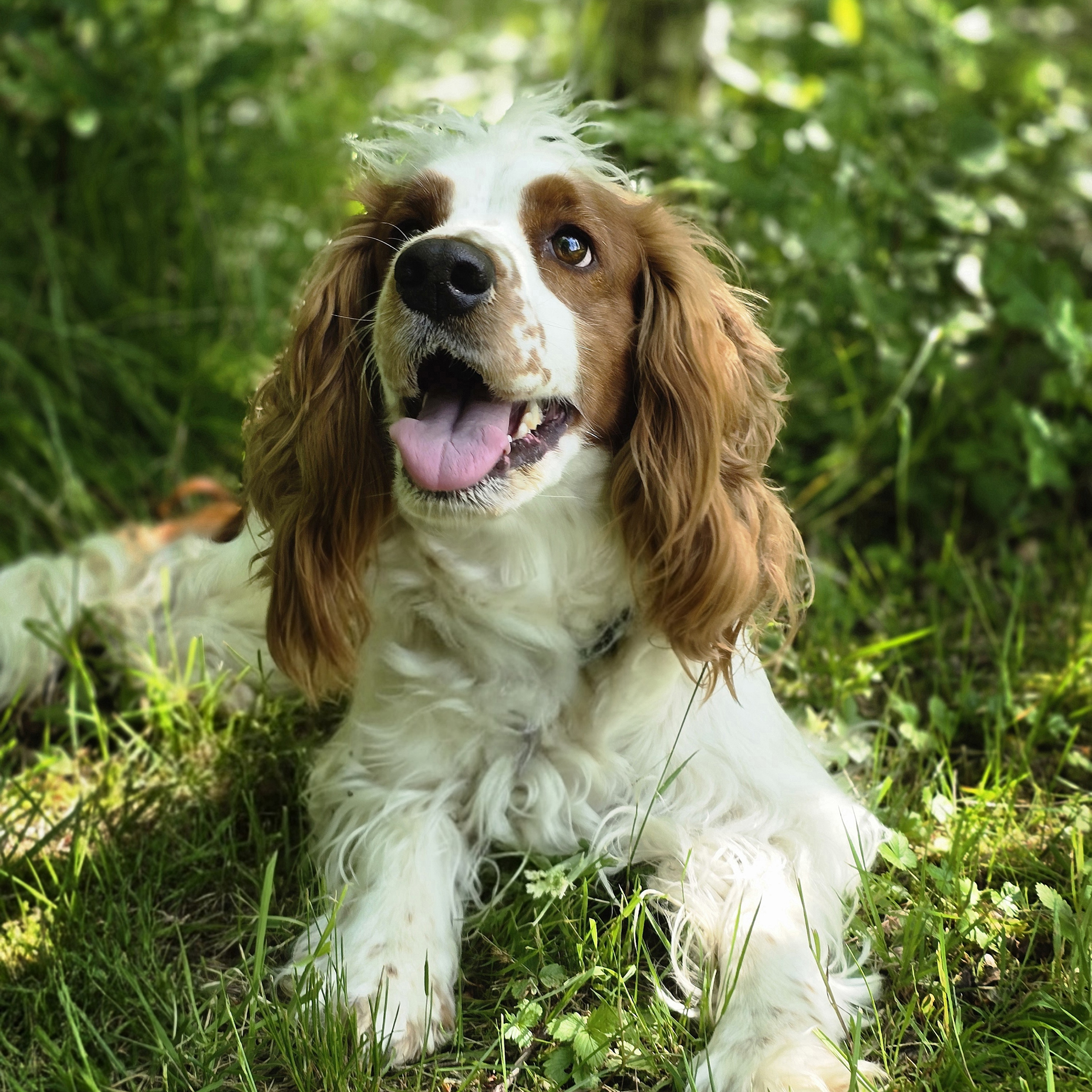 Hedvig | Hundstallet