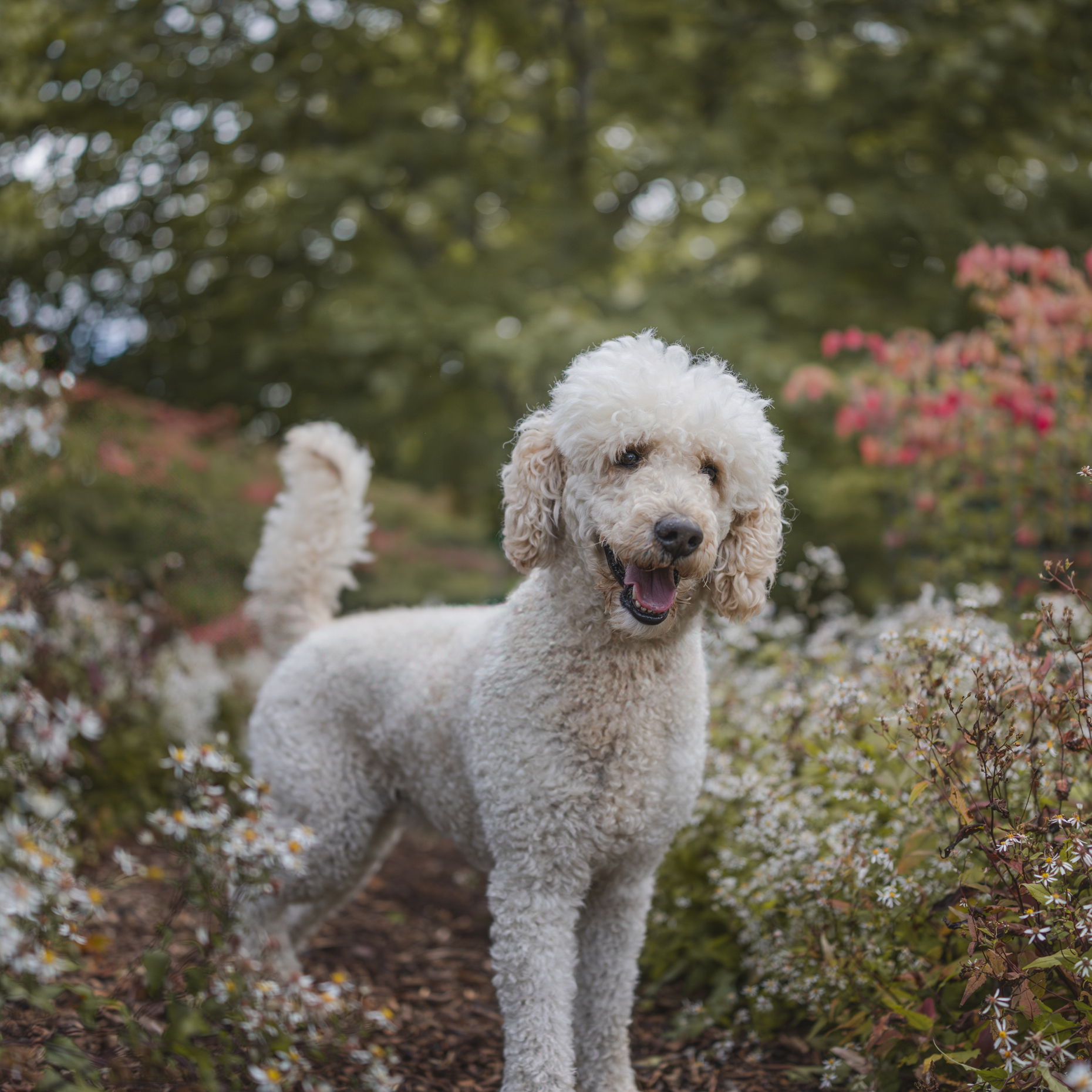 Rollex | Hundstallet