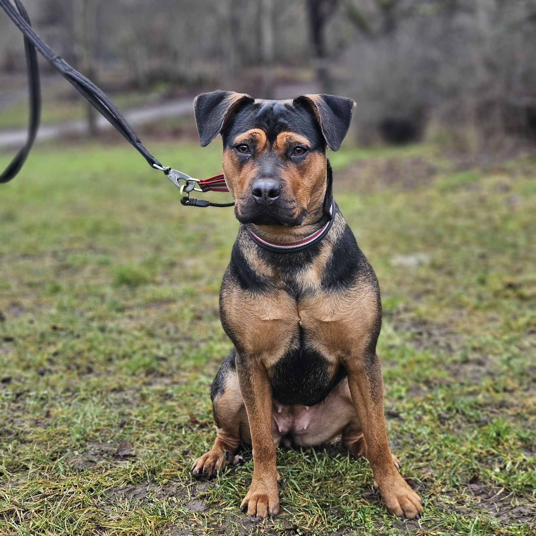 Bella | Hundstallet