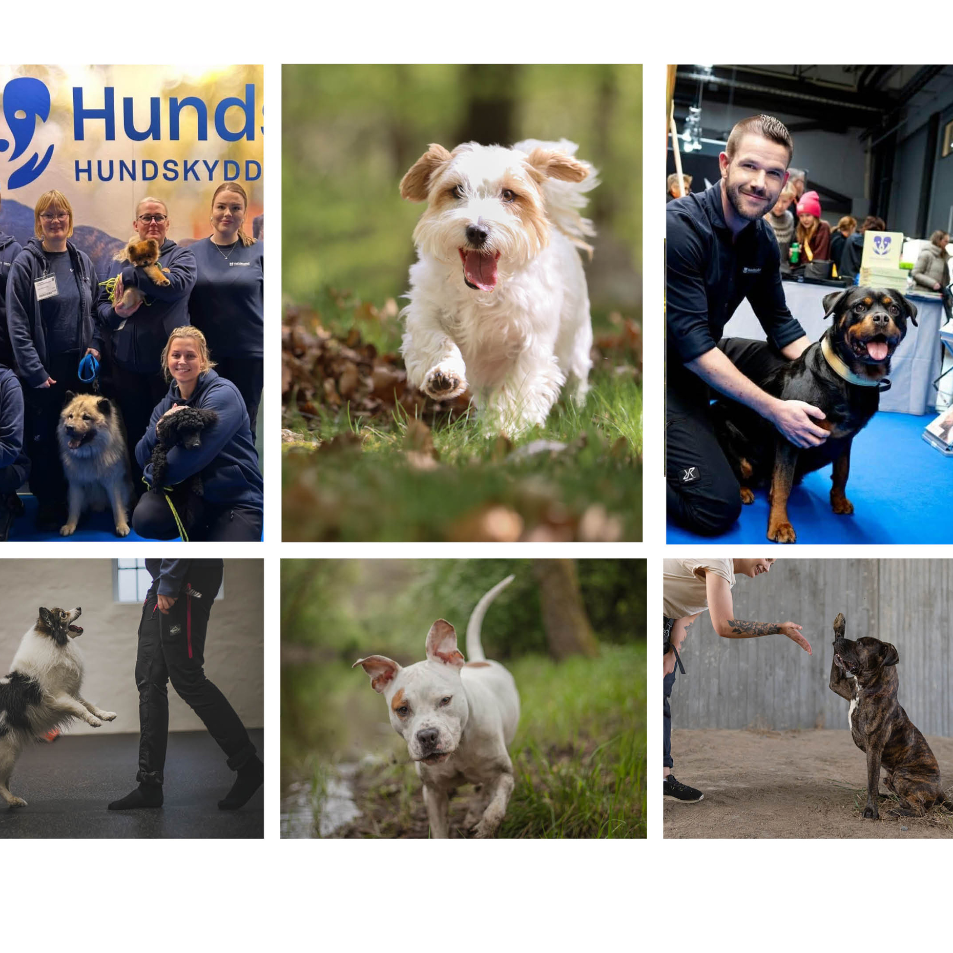 Snart dags för MyDOG | Hundstallet